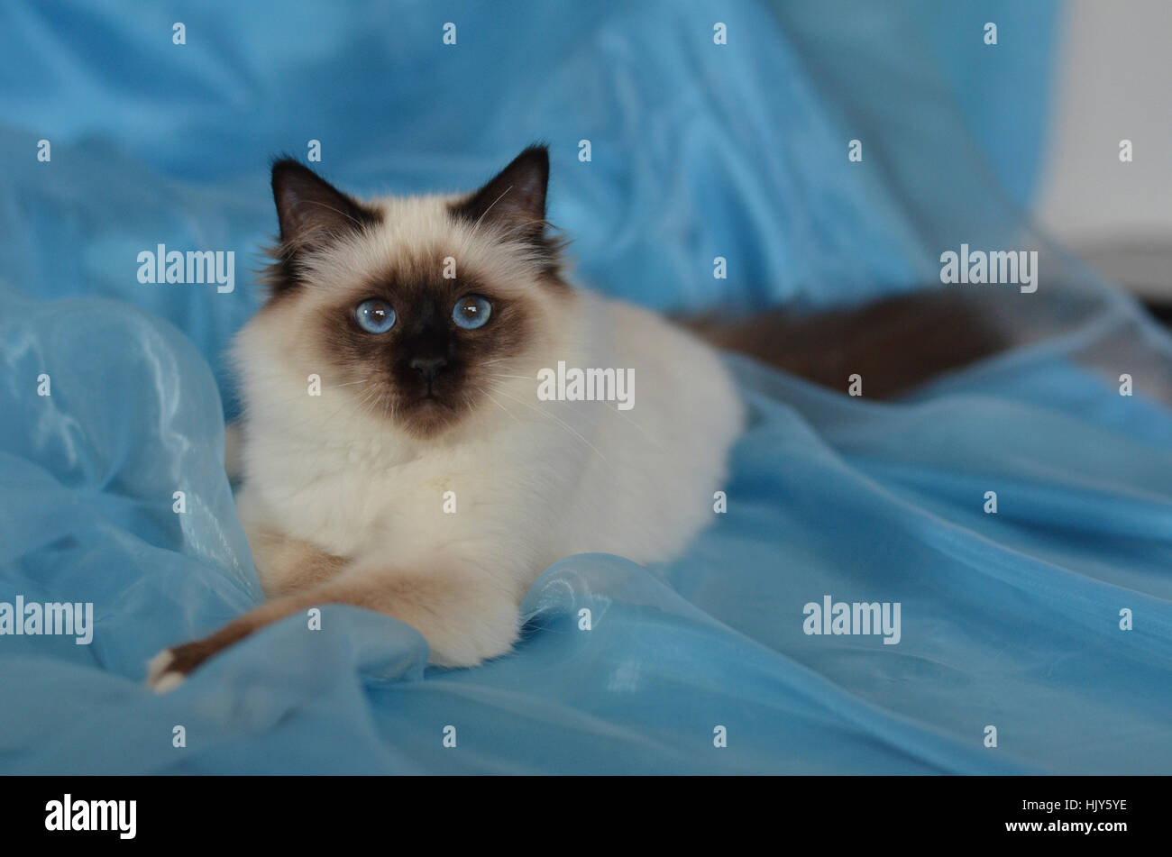 Blue tabby point birman hi-res stock photography and images - Alamy