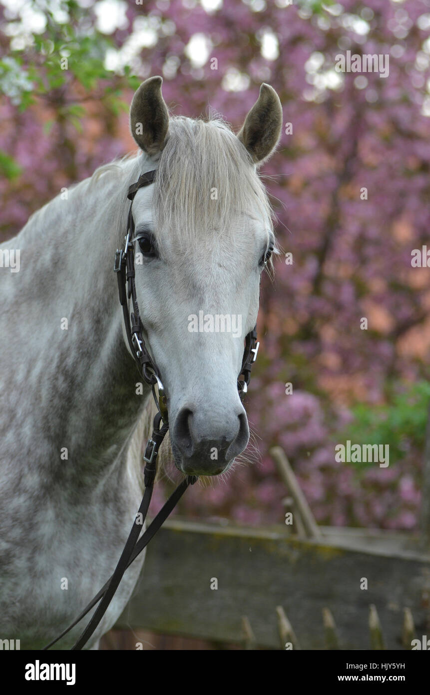 Lusitano portrait hi-res stock photography and images - Alamy