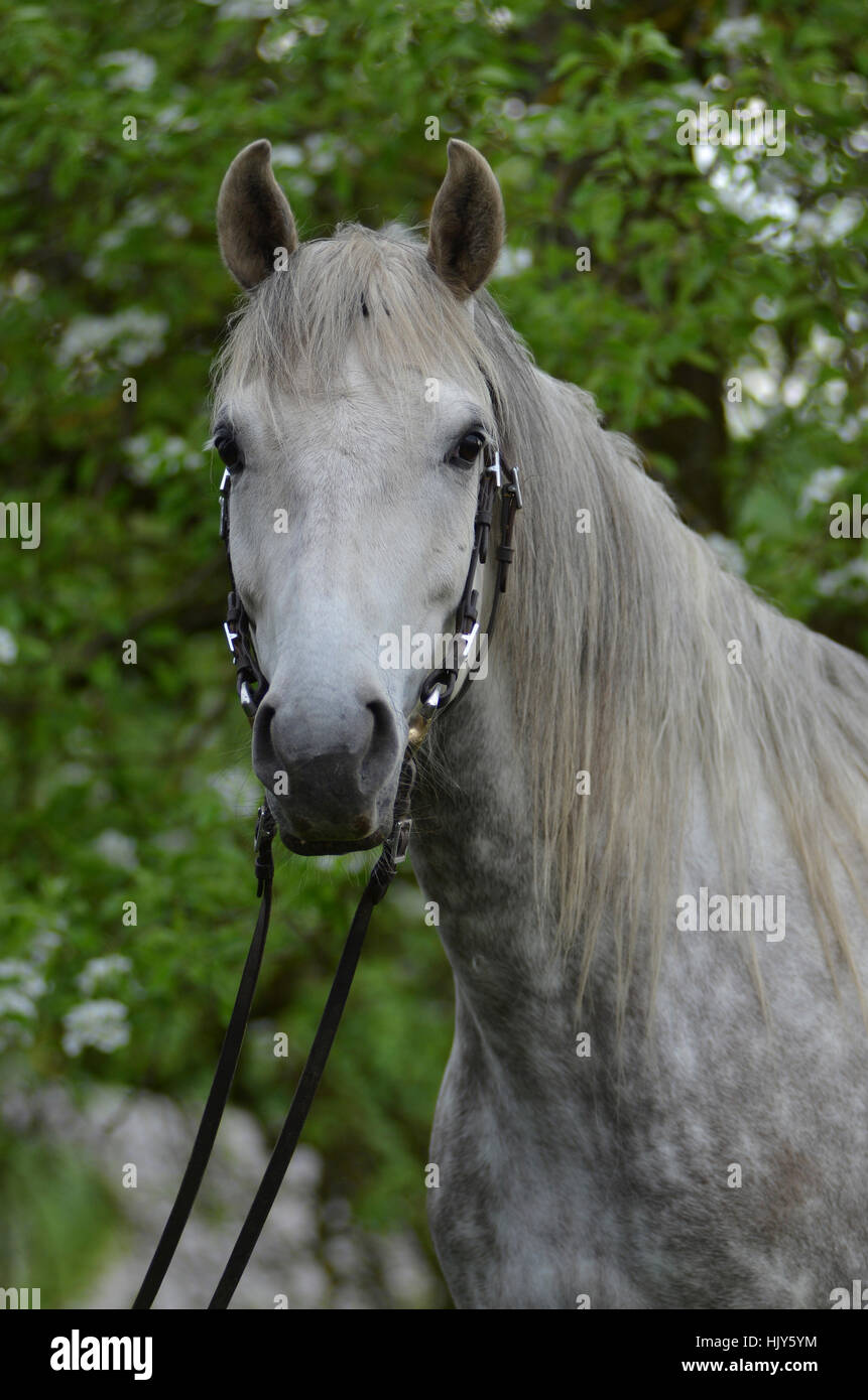 Lusitano portrait hi-res stock photography and images - Alamy