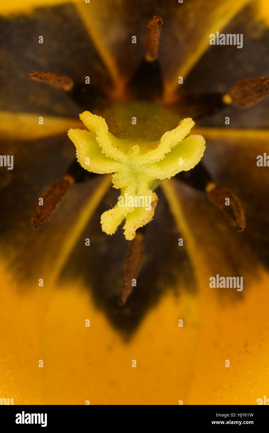 Tulip carpel hi-res stock photography and images - Alamy