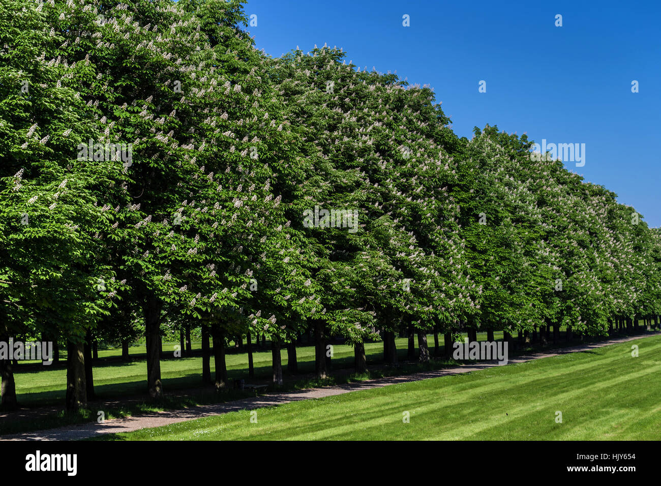 tree, trees, hike, go hiking, ramble, walk, chestnuts, path, forest ...