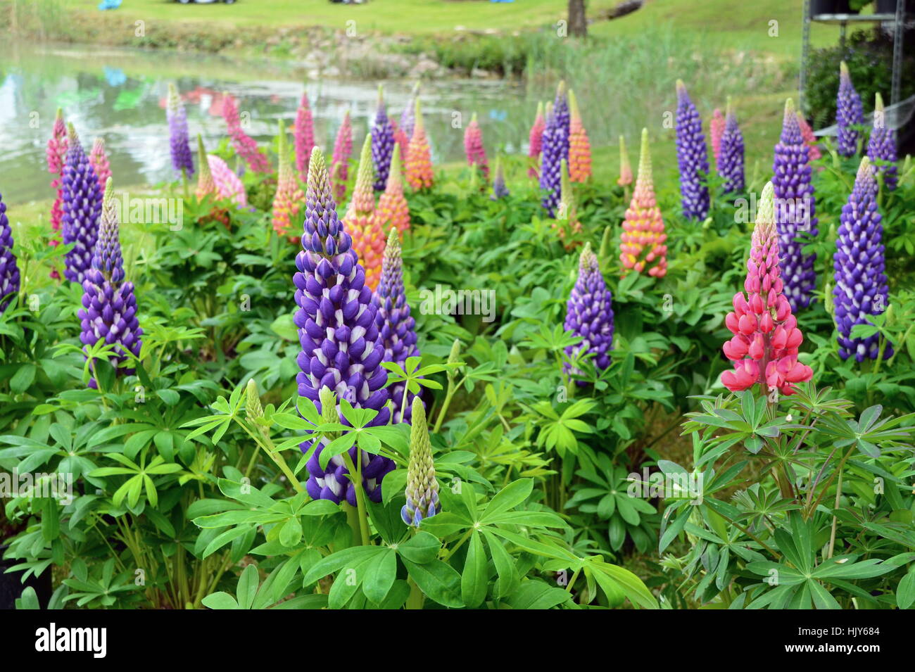 Lupinen plants hi-res stock photography and images - Alamy
