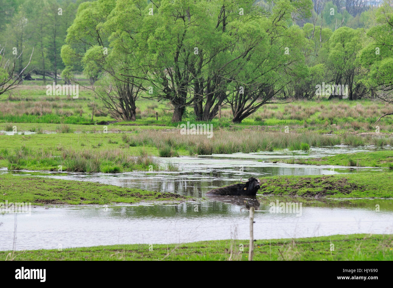 biotop, bovine, cattle, buffalo, water, tree, trees, swamp, black ...