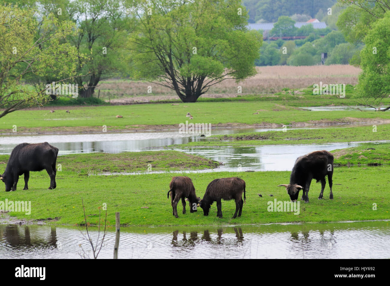 biotop, bovine, cattle, buffalo, water, tree, trees, swamp, black ...