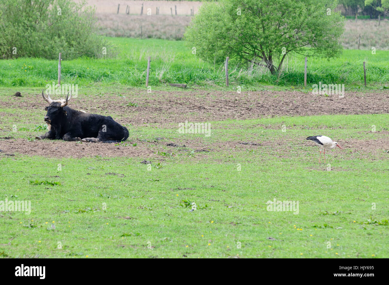 biotop, bovine, cattle, buffalo, water, tree, trees, swamp, black ...