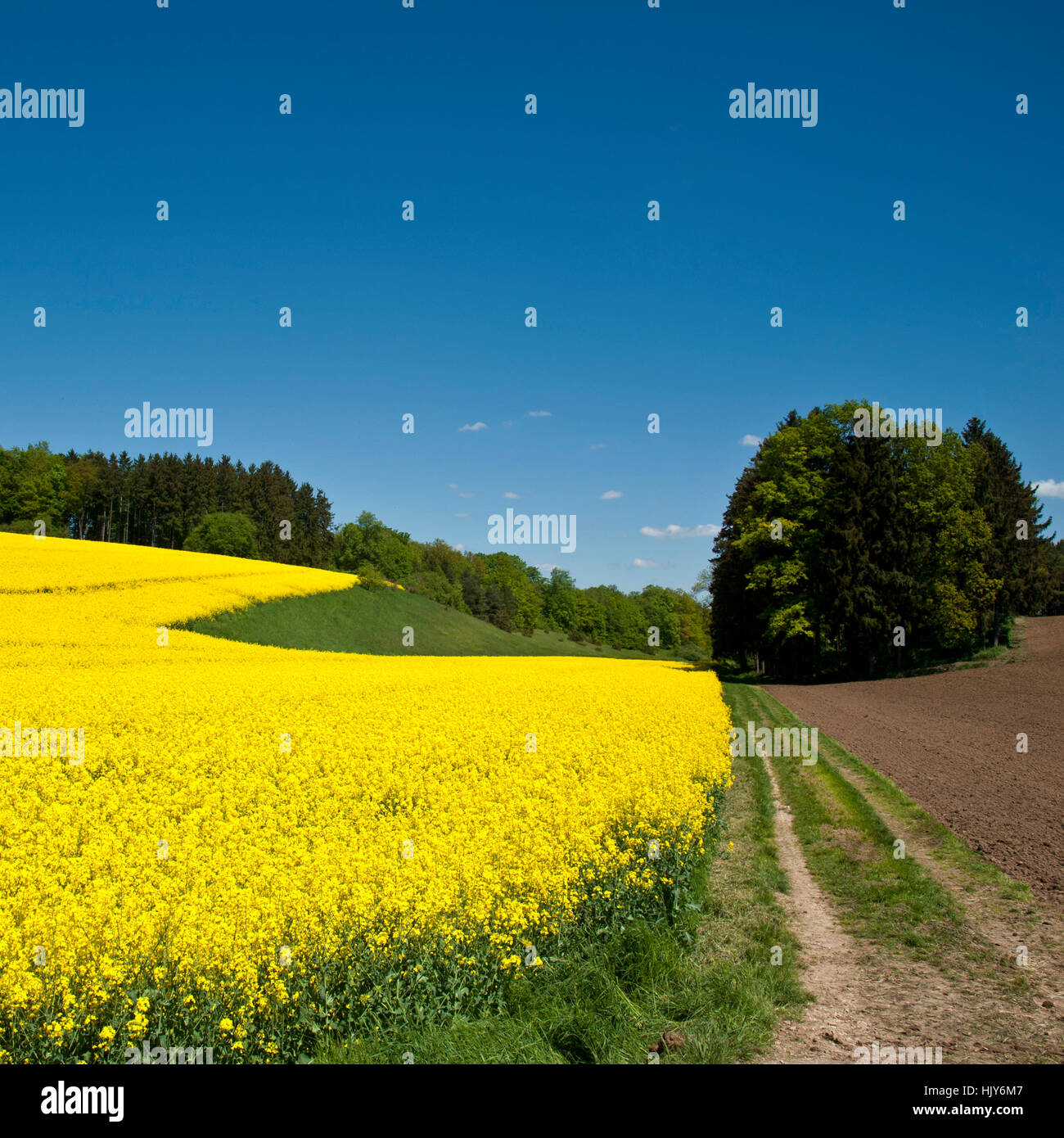 bucolic, Rape field, summer, summerly, fields, scenery, countryside ...