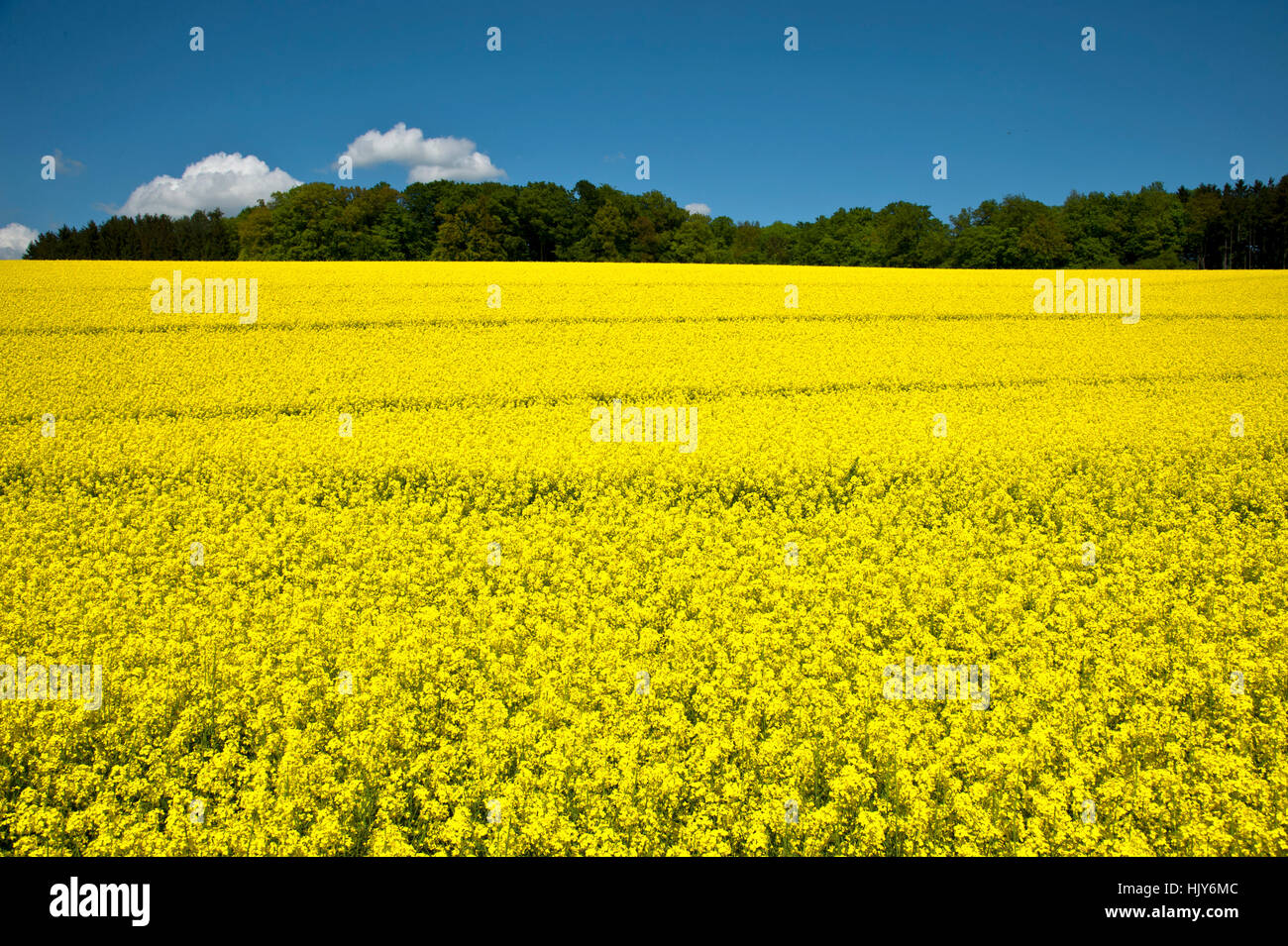 bucolic, Rape field, summer, summerly, fields, scenery, countryside ...