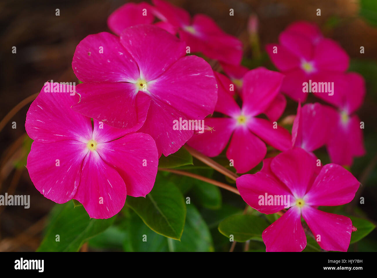 garden, flower, plant, bloom, blossom, flourish, flourishing, field ...