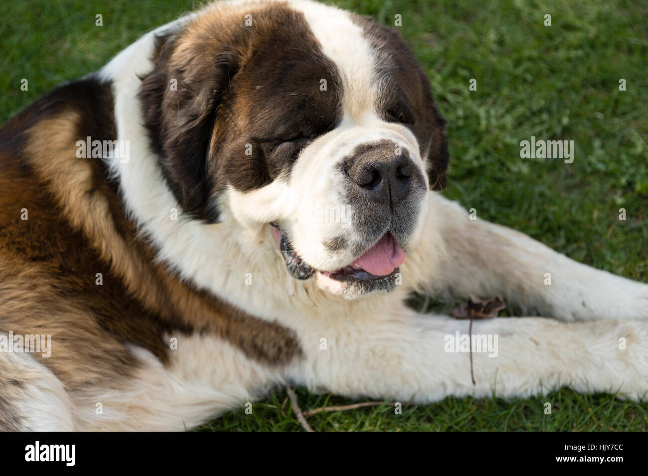 Large spotted dog hi-res stock photography and images - Alamy