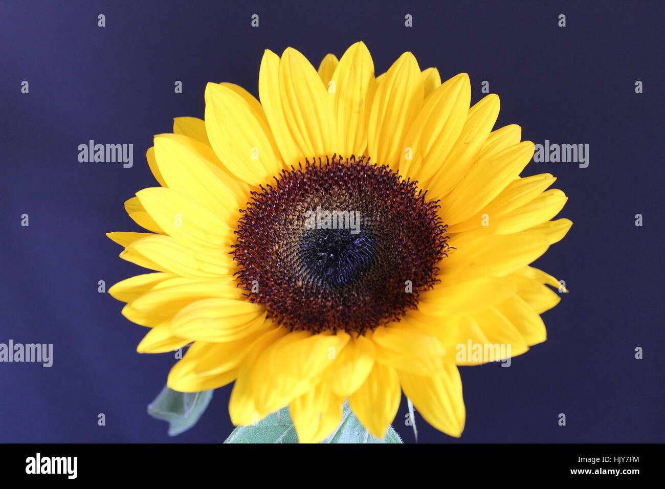 sunflower on blue background Stock Photo - Alamy