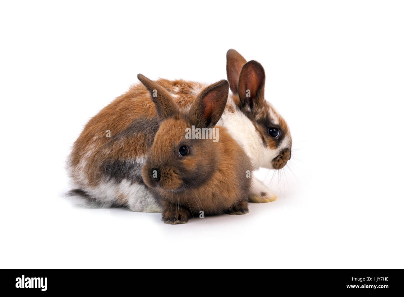 Roast rabbits hi-res stock photography and images - Alamy