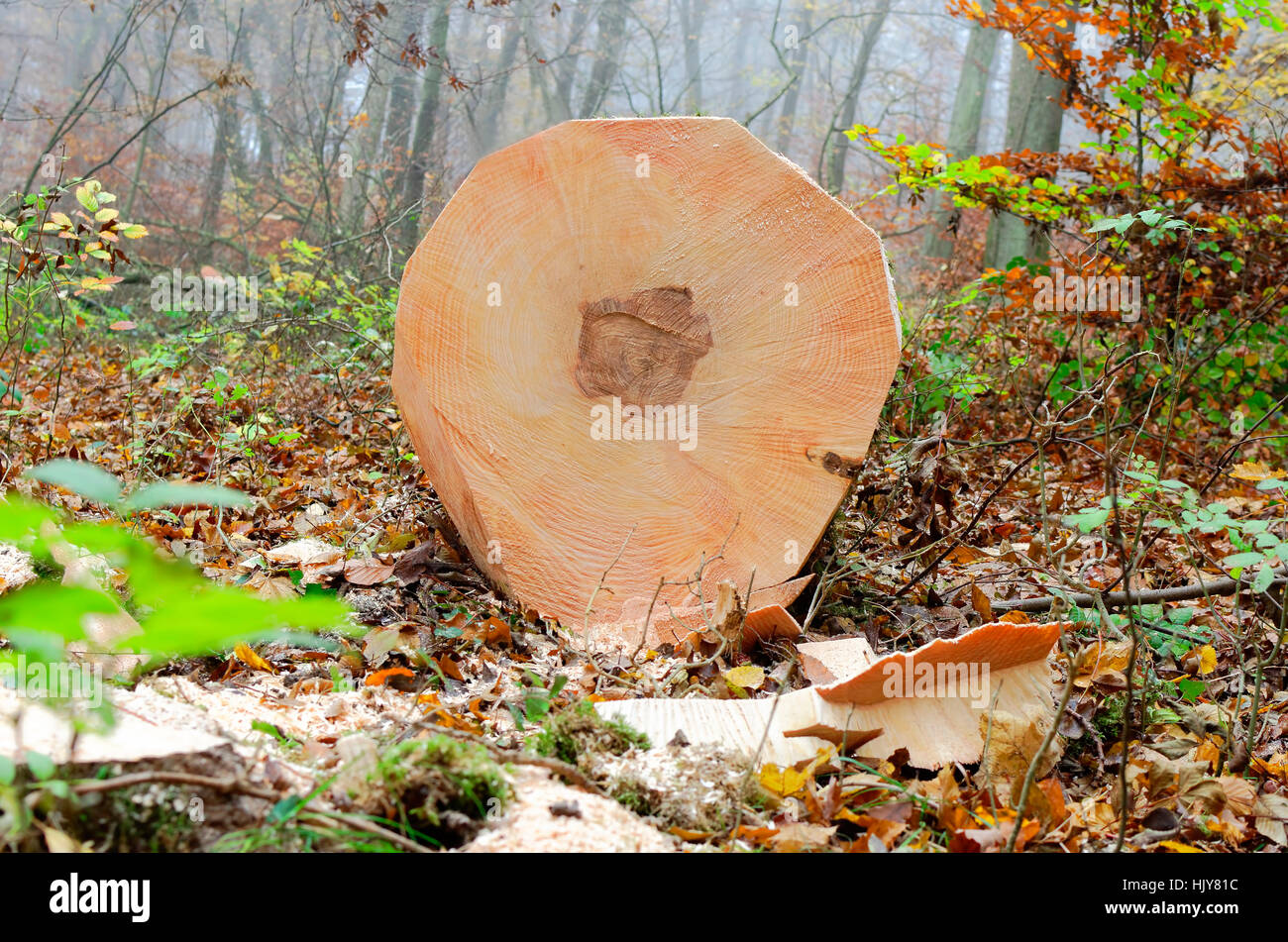 cut, log, forestry, forest, nature, tree, wood, trunk, saw, cut ...