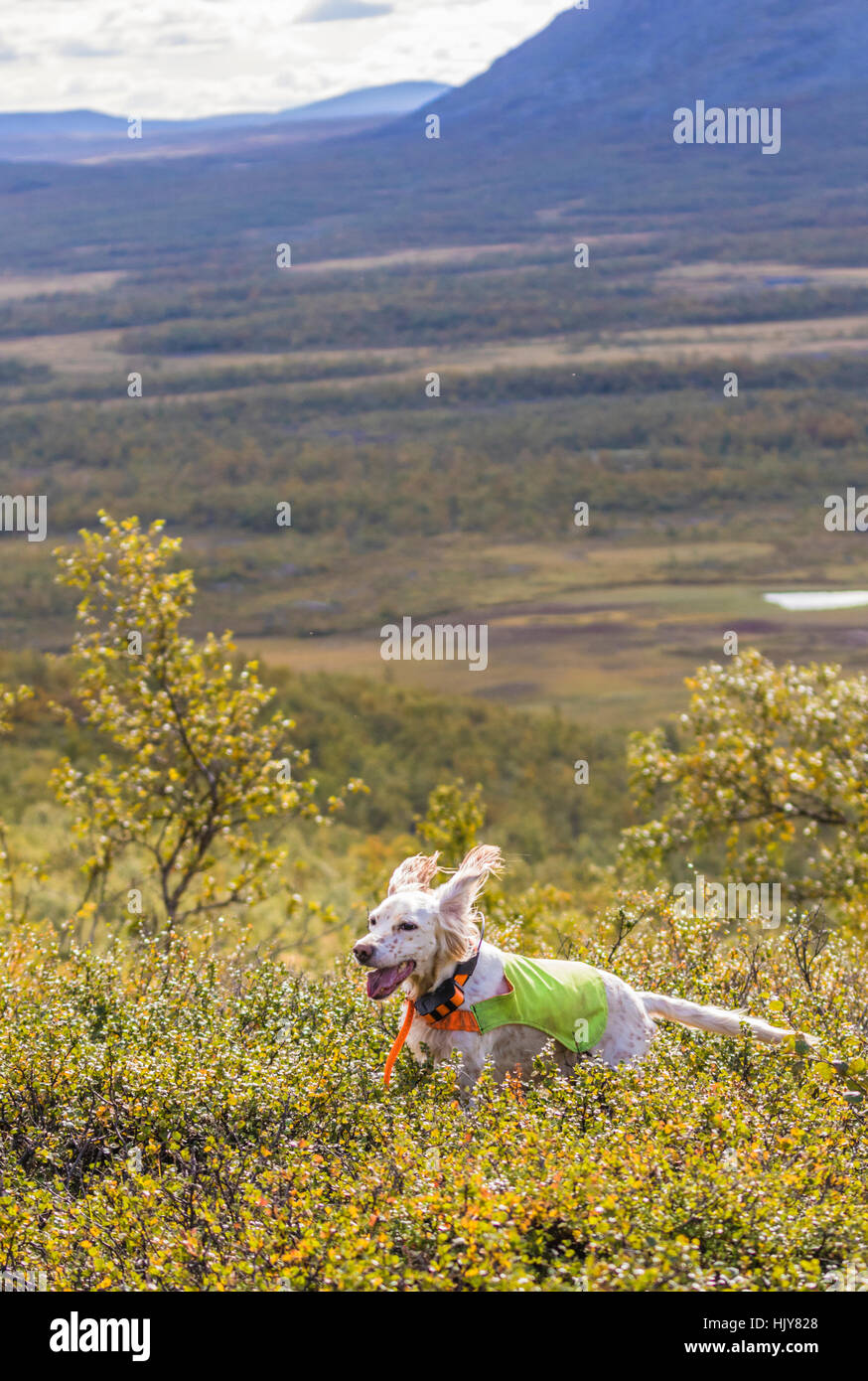 Setter running hi-res stock photography and images - Alamy