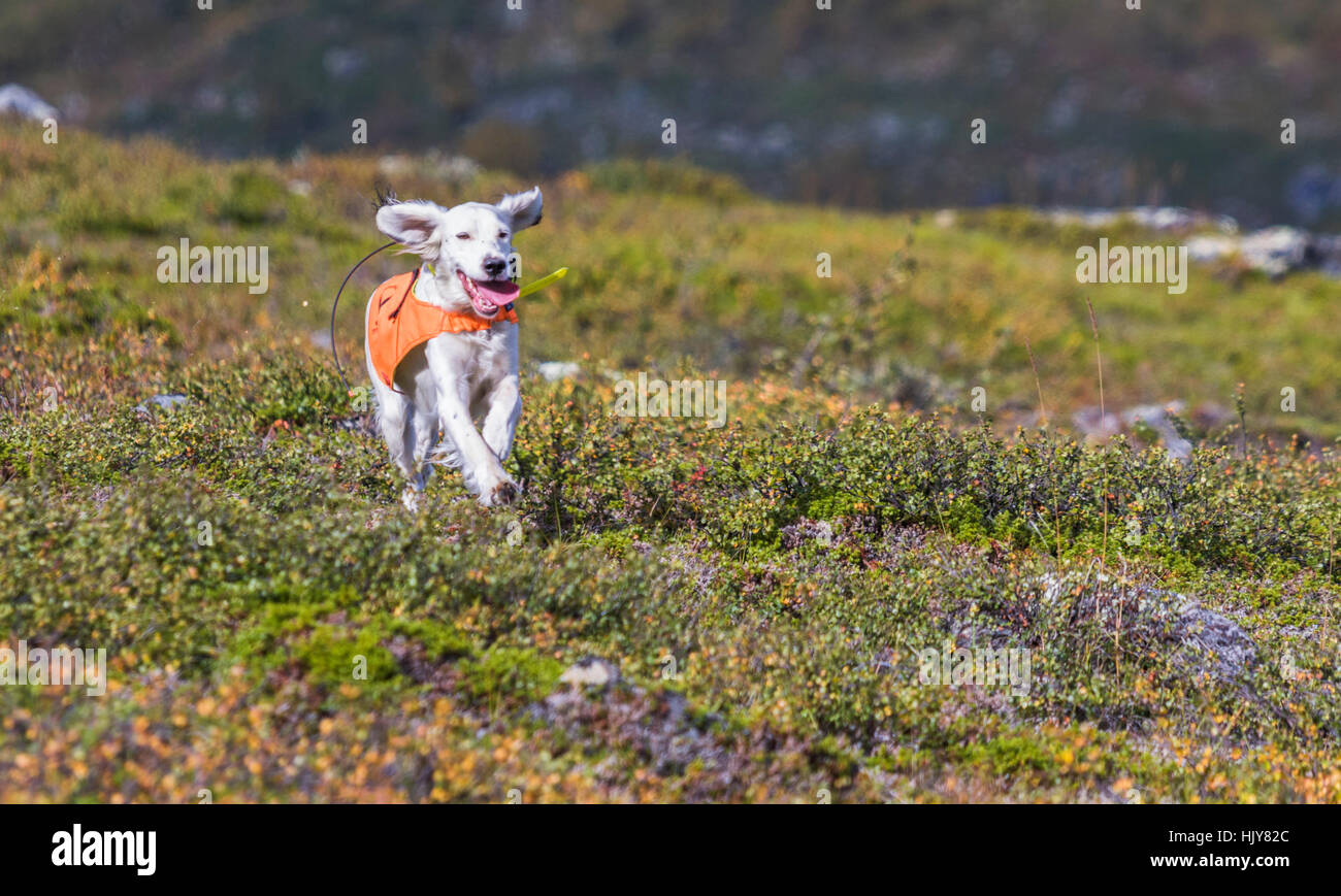Setter with bearing equipment running and searching, Kiruna, Swedish ...