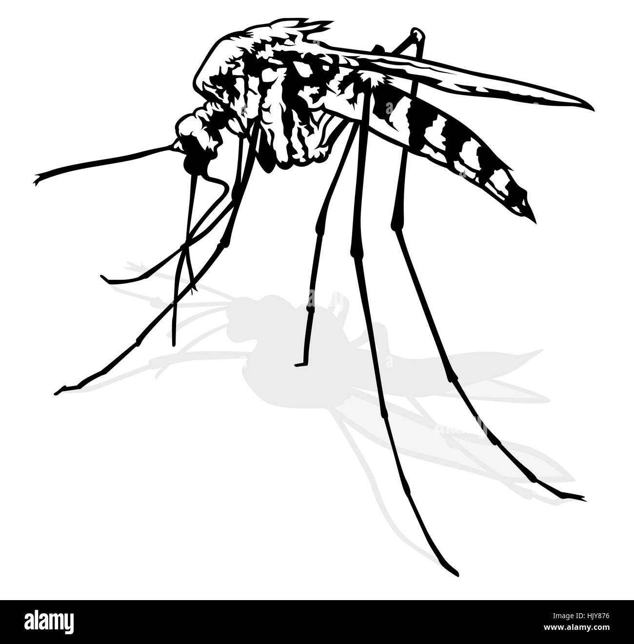 Mosquito detail Stock Vector Images - Alamy