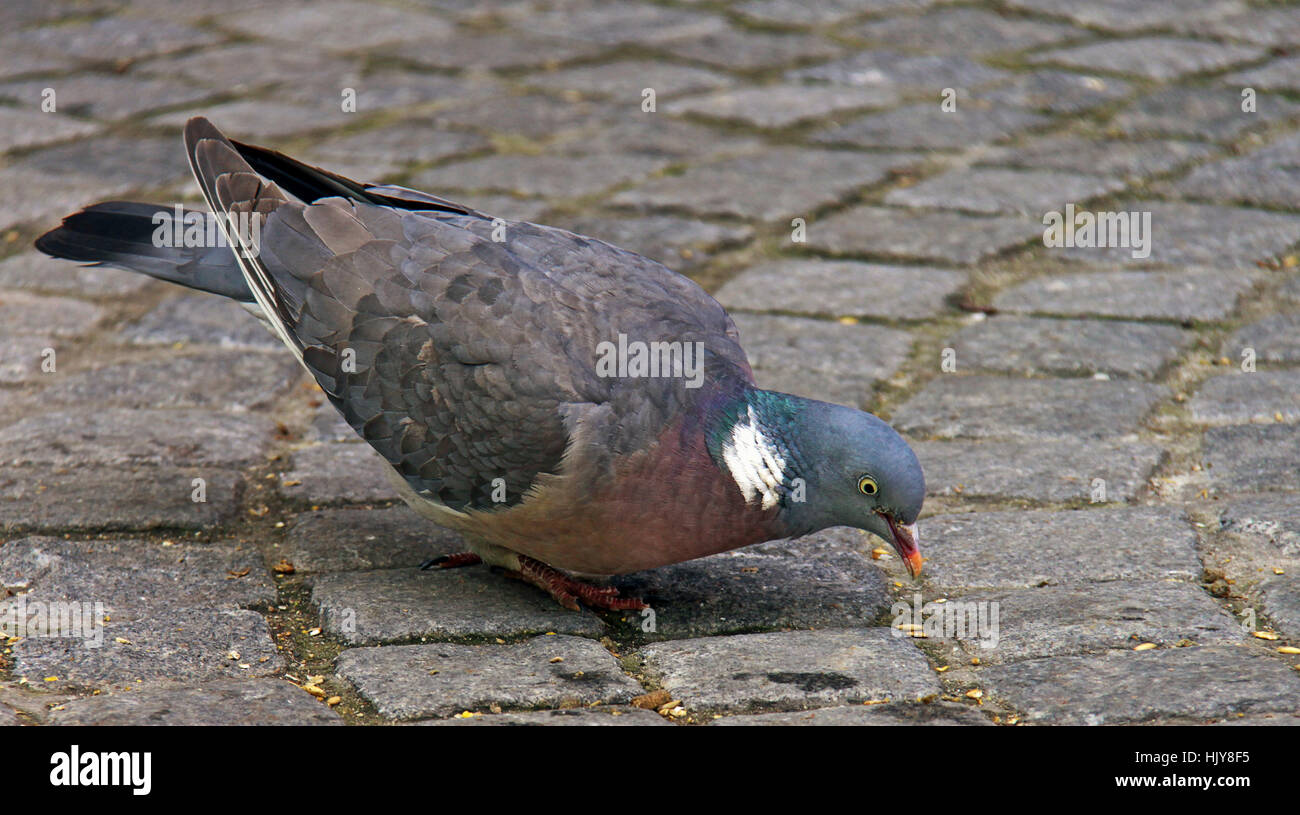 Carrier pigeon hi-res stock photography and images - Alamy