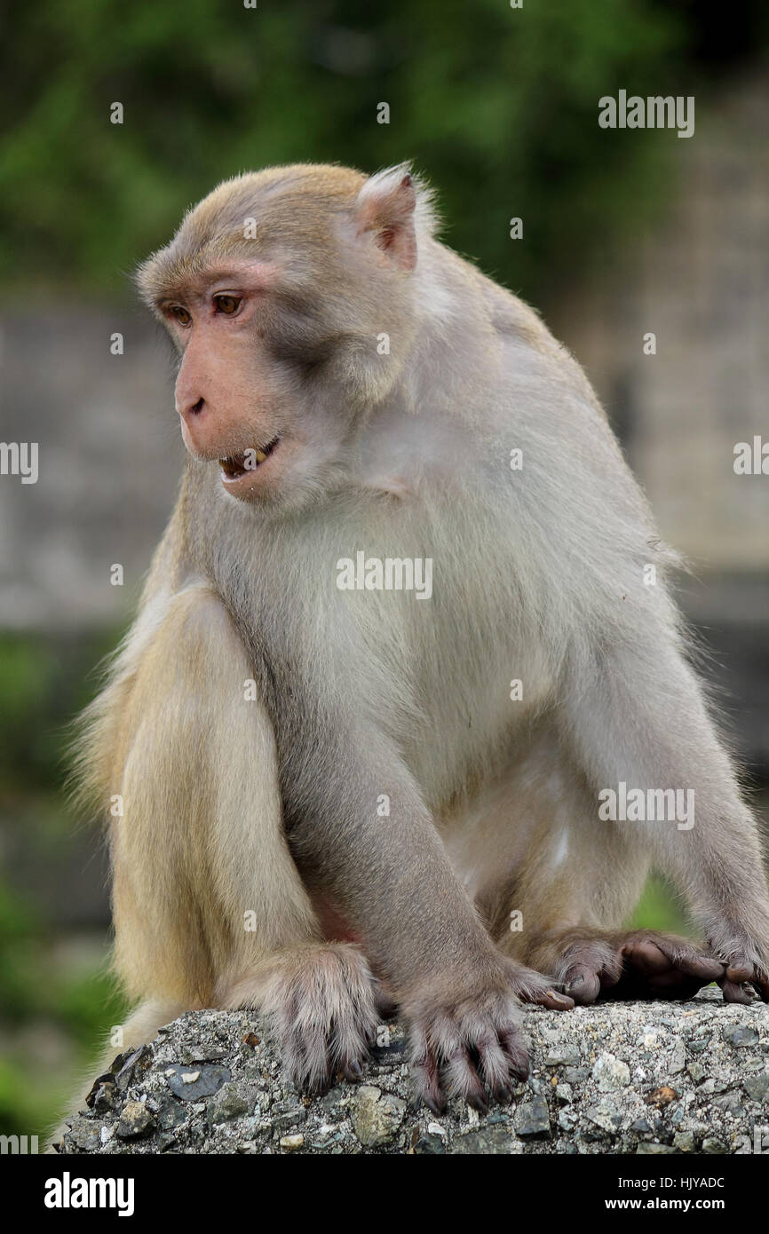 Humanlike look hi-res stock photography and images - Alamy