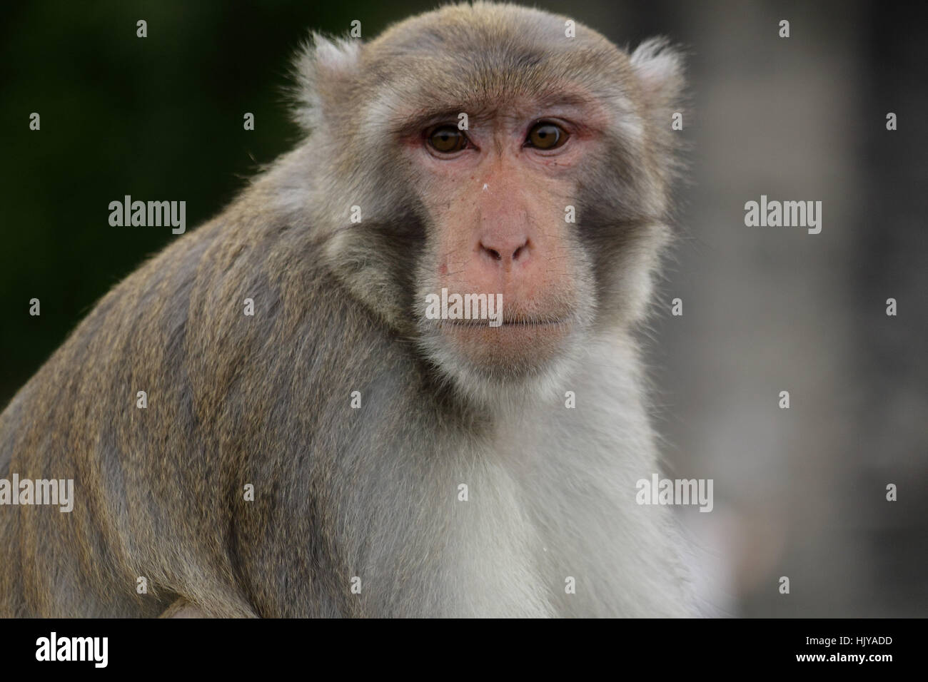 closeup, wild, monkey, look, glancing, see, view, looking, peeking ...