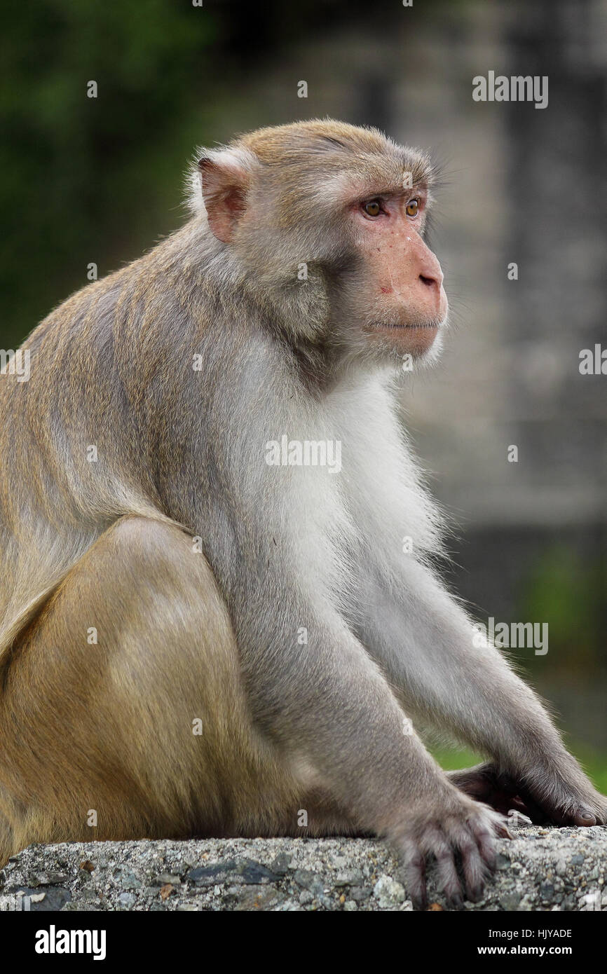 closeup, wild, monkey, look, glancing, see, view, looking, peeking ...