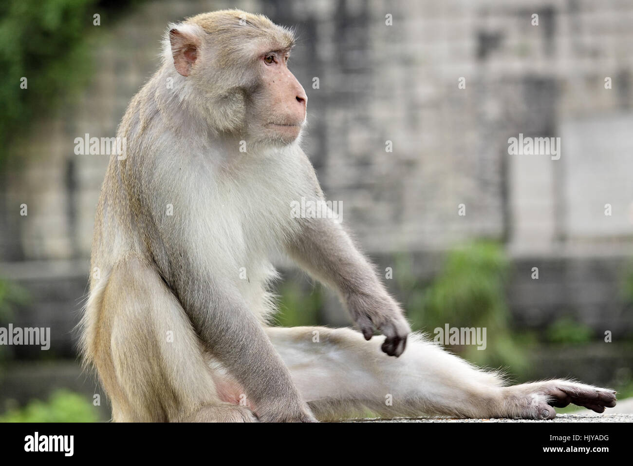 closeup, wild, monkey, look, glancing, see, view, looking, peeking ...