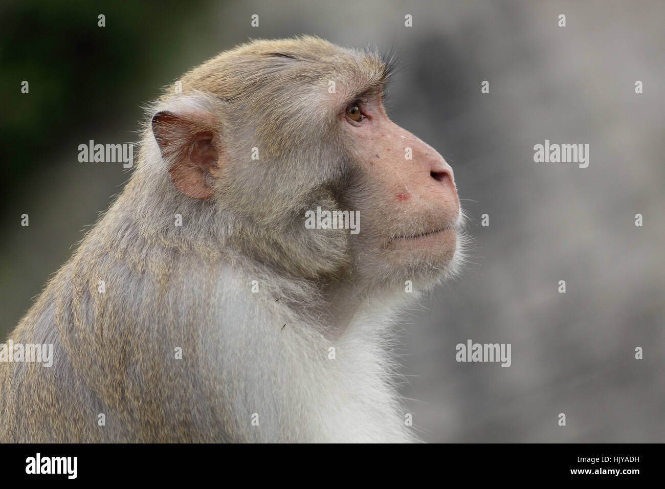 closeup, wild, monkey, look, glancing, see, view, looking, peeking ...