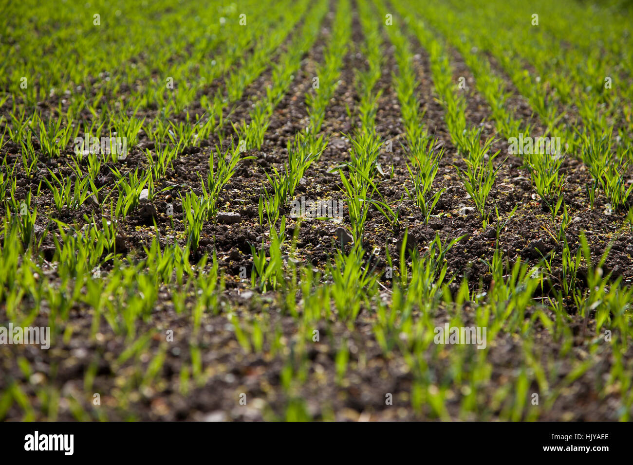 agriculture, farming, field, acre, seed, emblements, seeds, food ...