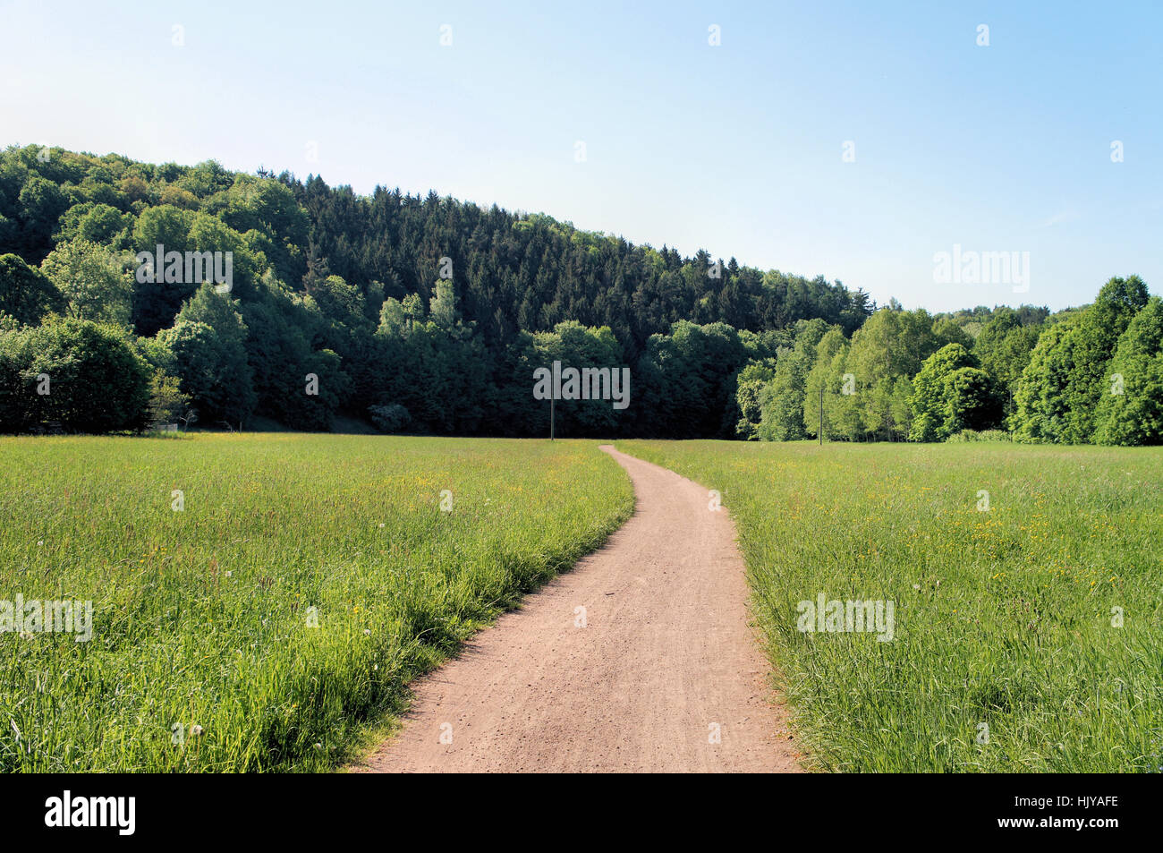 green, spring, deciduous forest, path, way, meadow, tree, trees, green ...