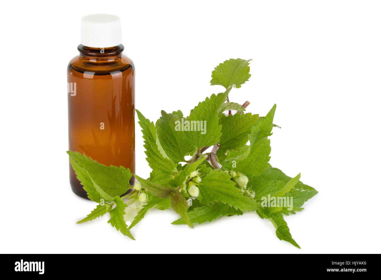 health, medicinally, medical, stinging nettle, means, agent, medicine ...