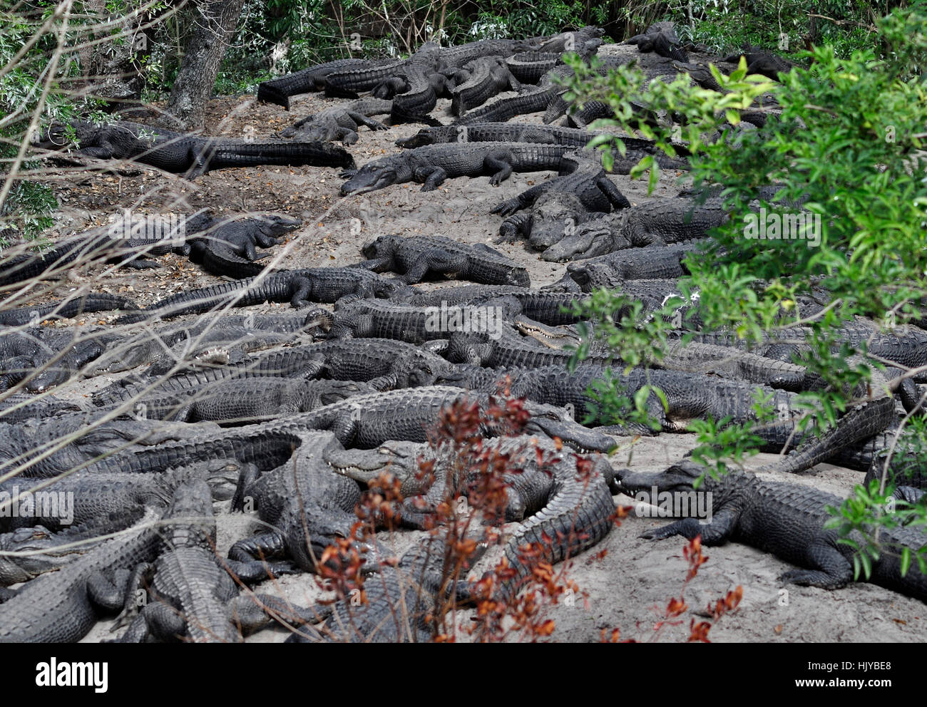 teeth, hunter, alligator, fang, sands, sand, predator, bandit, raider ...