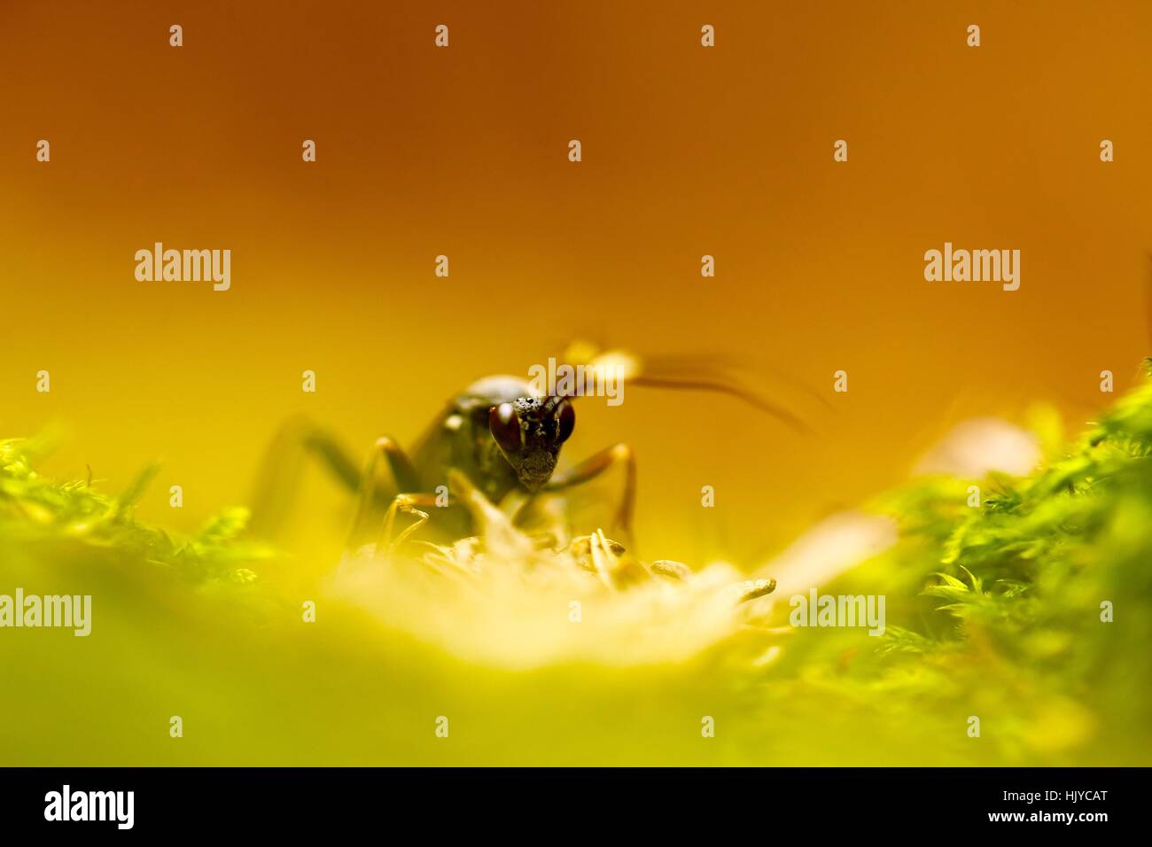 Small insect macro between plants Stock Photo - Alamy