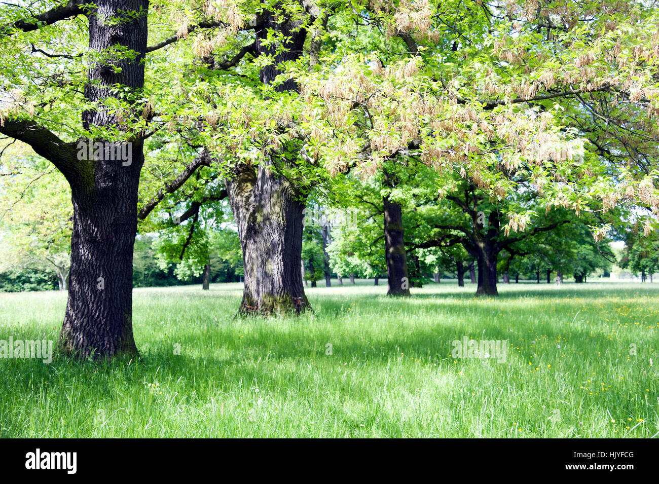 tree, trees, park, green, spring, grow, meadow, shine, shines, bright ...