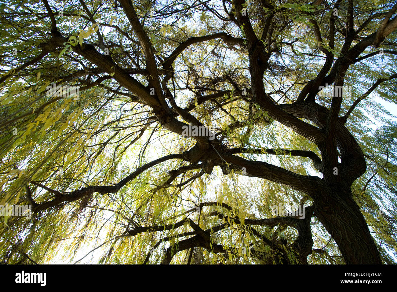 tree, trunk, branches, weeping willow, forking, ramified, tree, trunk ...