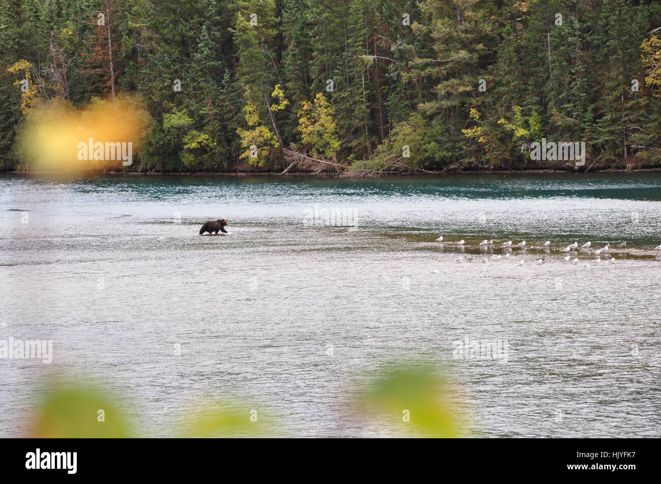 bear, angle, fish, canada, fisherman, salt water, sea, ocean, water ...