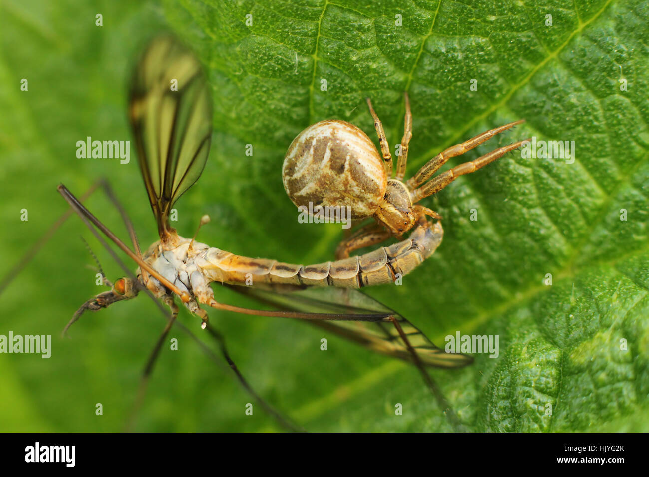 crab spider with cranefly Stock Photo - Alamy