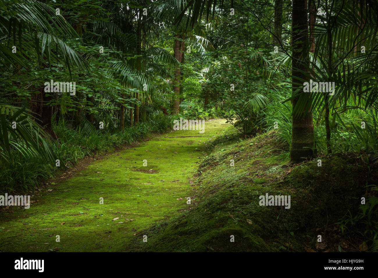 tourism, jungle, moss, path, way, green, tourism, jungle, moss ...