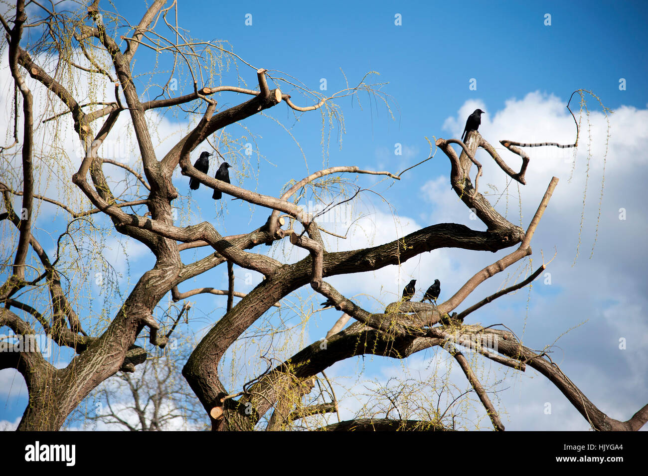 branches, spring, crows, weeping willow, reject, pillowed, bloom ...