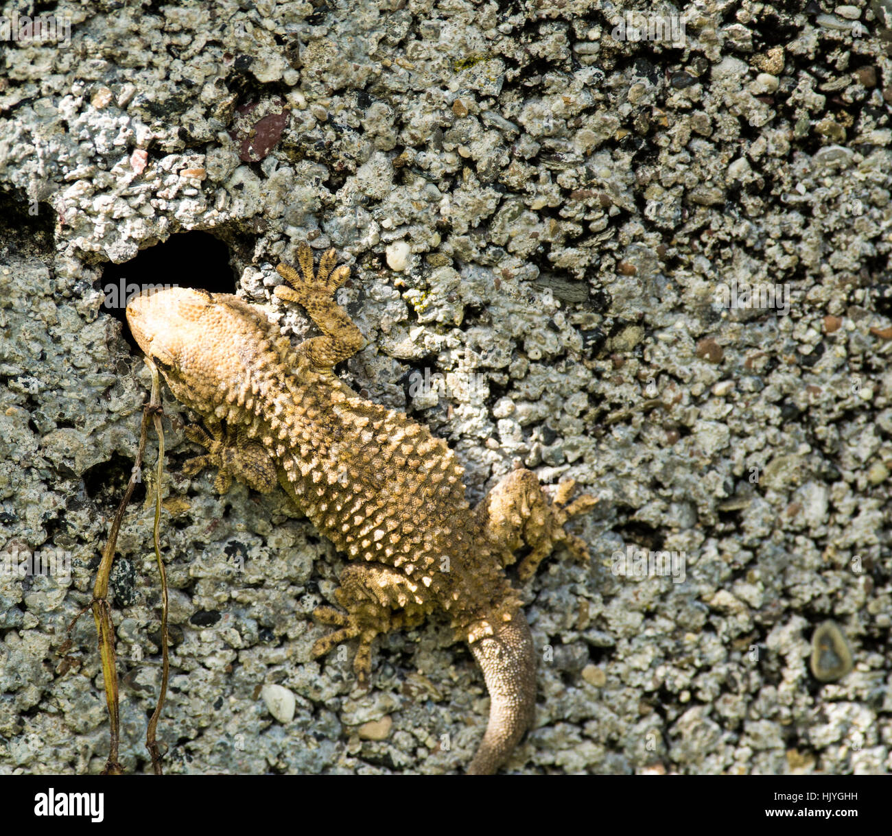 reptile, wild, lizard, blank, european, caucasian, water, mediterranean ...