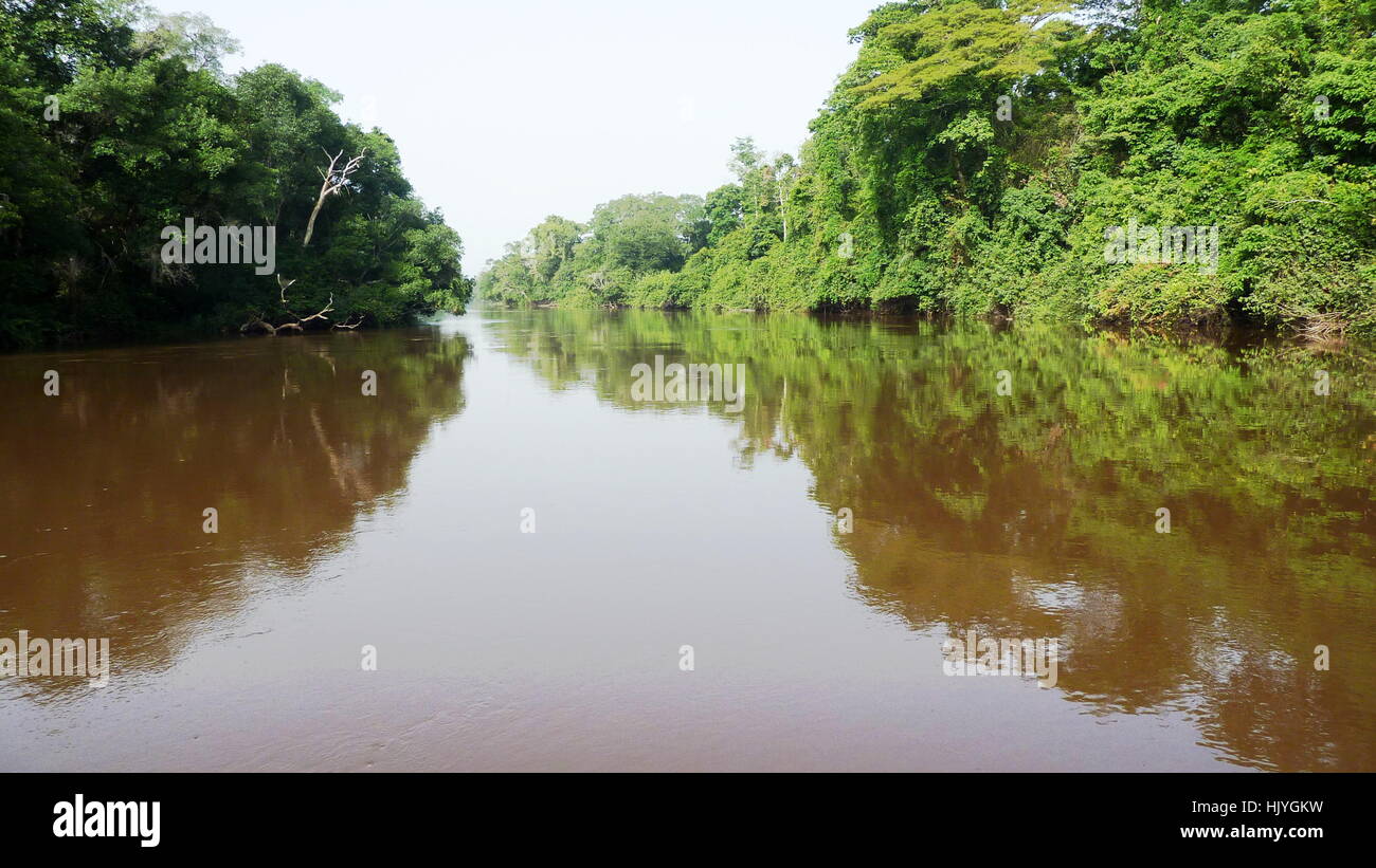 africa, virgin forest, adventure, cameroon, scenery, countryside ...