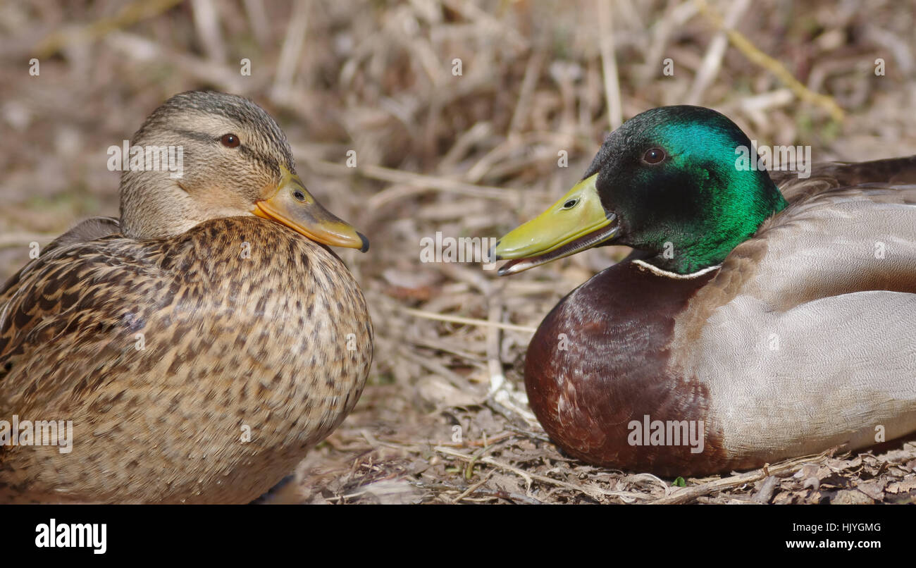 Male and female birds hi-res stock photography and images - Alamy