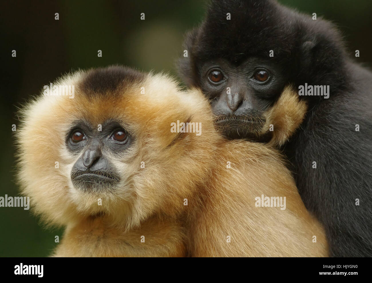 monkey, male, gibbon, female, couple, pair, portrait, monkey, male ...