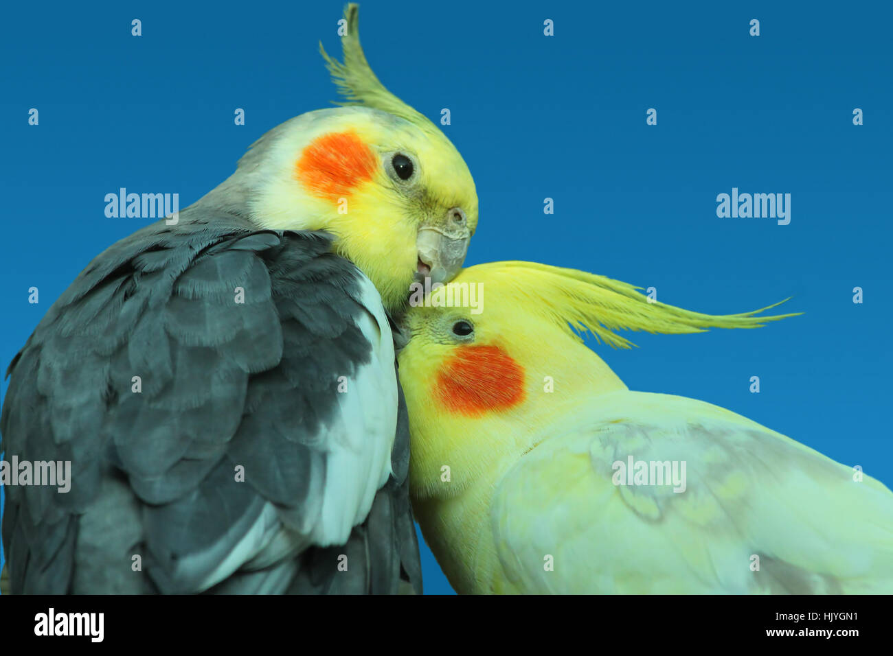 pet, bird, birds, couple, pair, parrot, cockatiel, pet, bird, birds ...