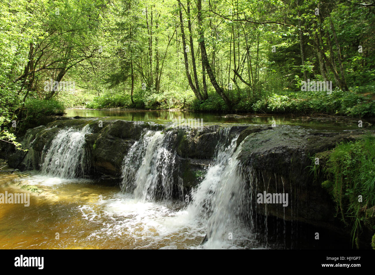 shine, shines, bright, lucent, light, serene, luminous, tree, trees ...