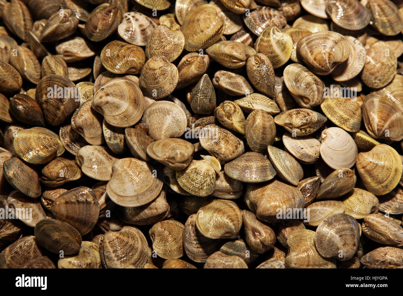 food, aliment, raw, shellfish, seafood, seashell, heap, pile, fresh ...