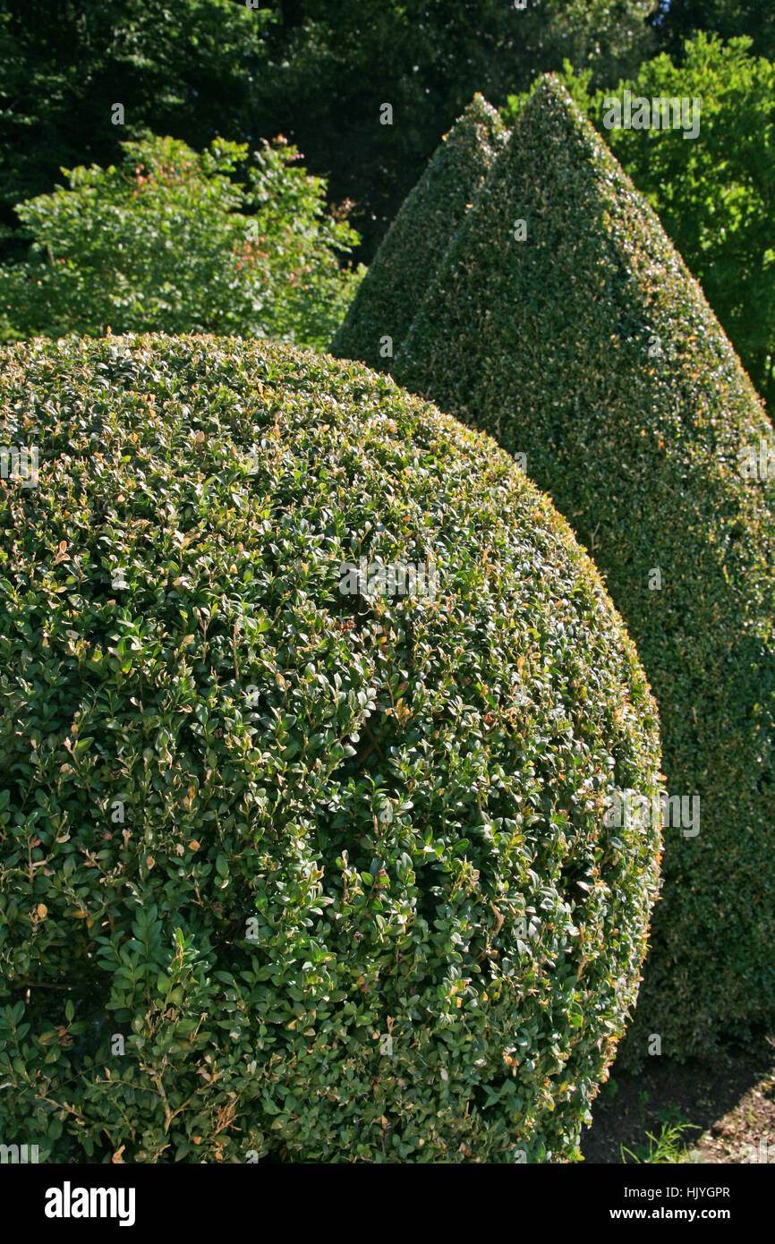 box-tree, decorative plant, plant, park, box-tree, evergreen ...