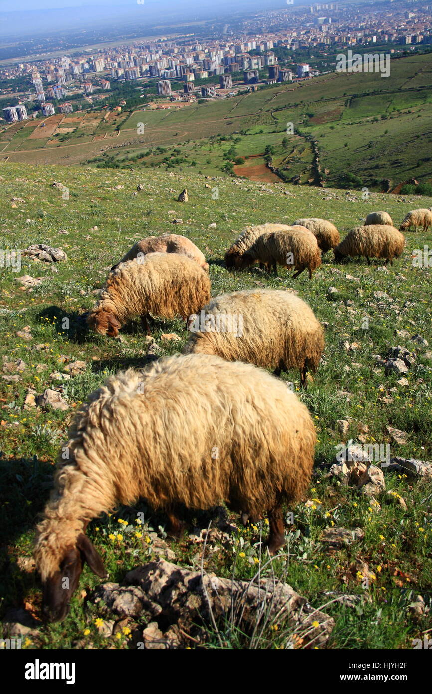 animal, mammal, agriculture, farming, summer, summerly, sheep, wool ...