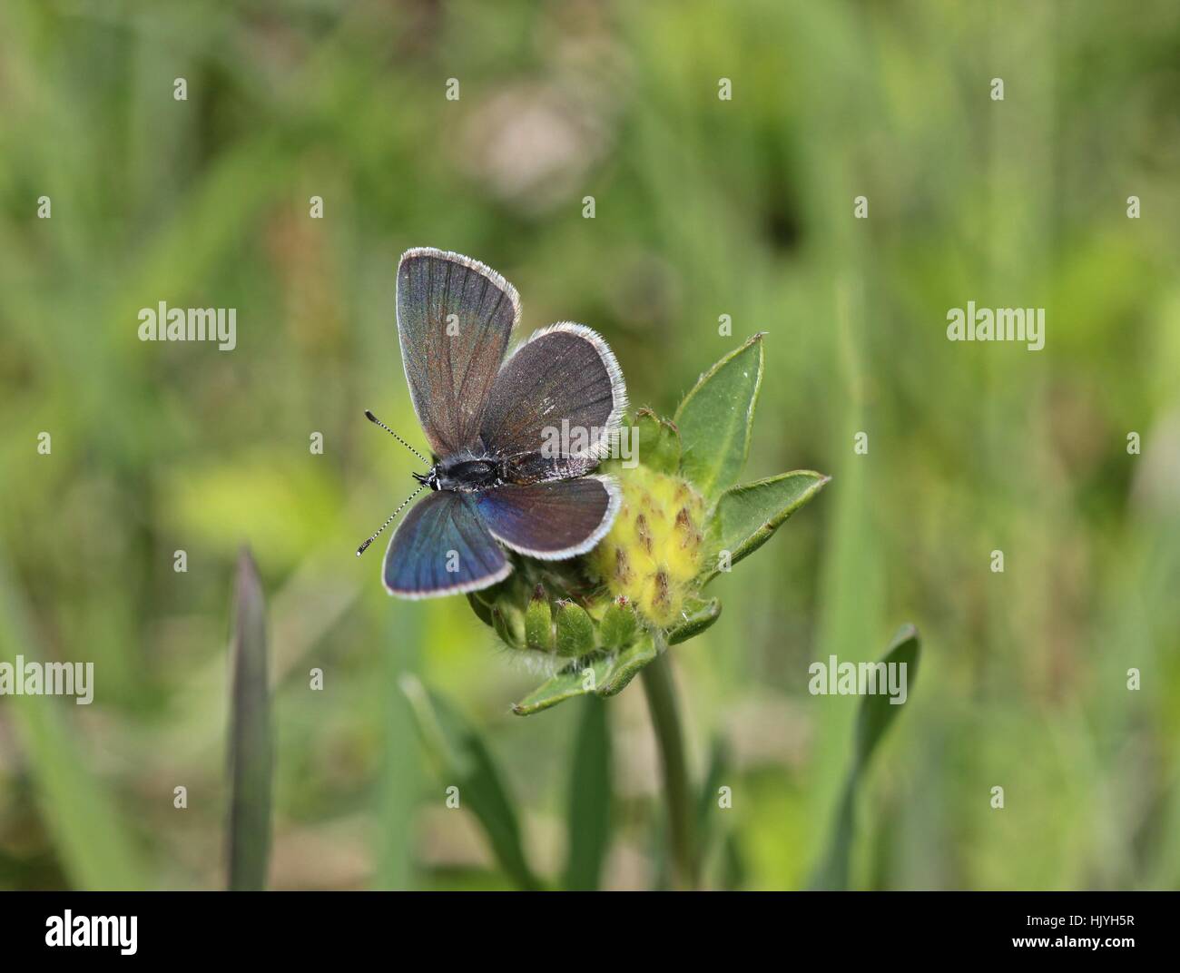 blue, butterfly, iridescent, blue, butterfly, small, tiny, little ...