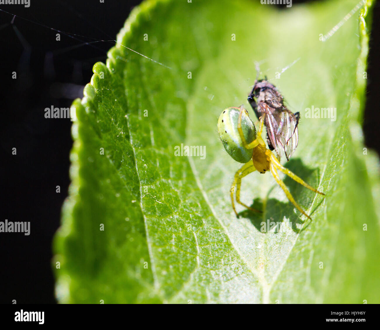 legs, insect, scrabble, crawling, eyes, spider, to gorge, engulf ...