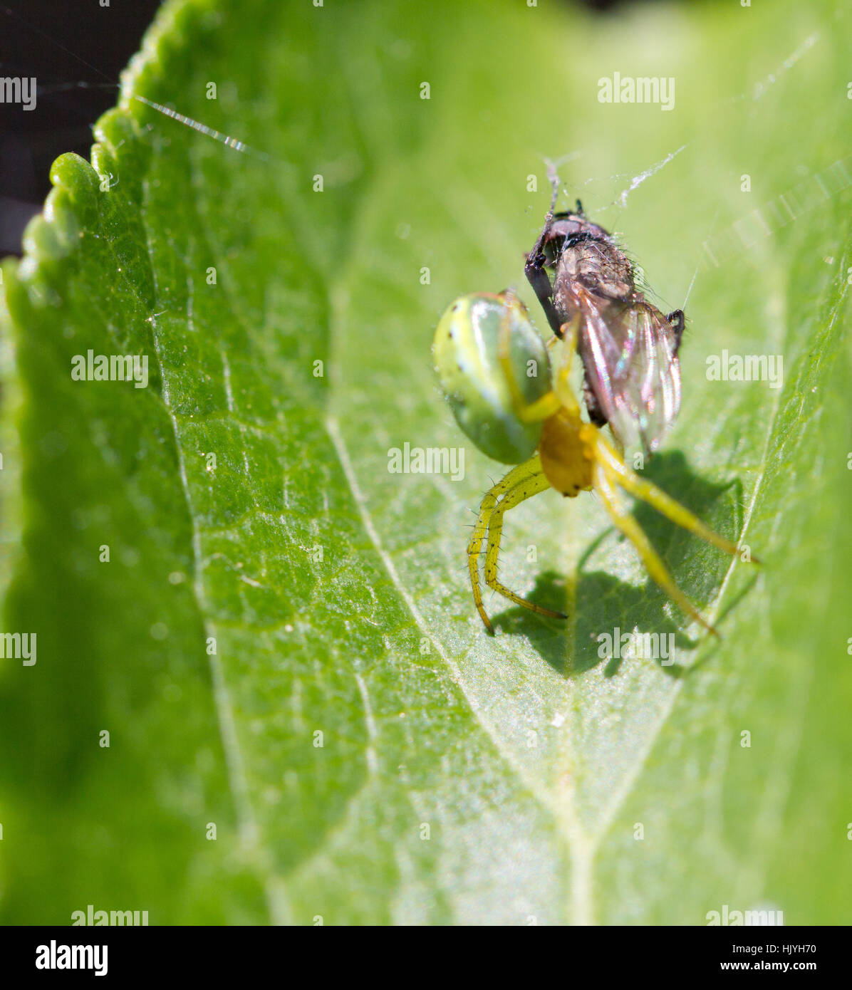 legs, insect, scrabble, crawling, eyes, spider, to gorge, engulf ...
