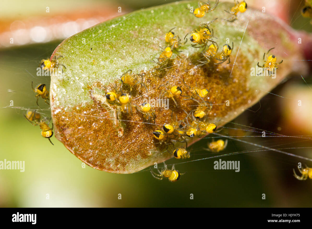 legs, insect, scrabble, crawling, eyes, spider, to gorge, engulf ...