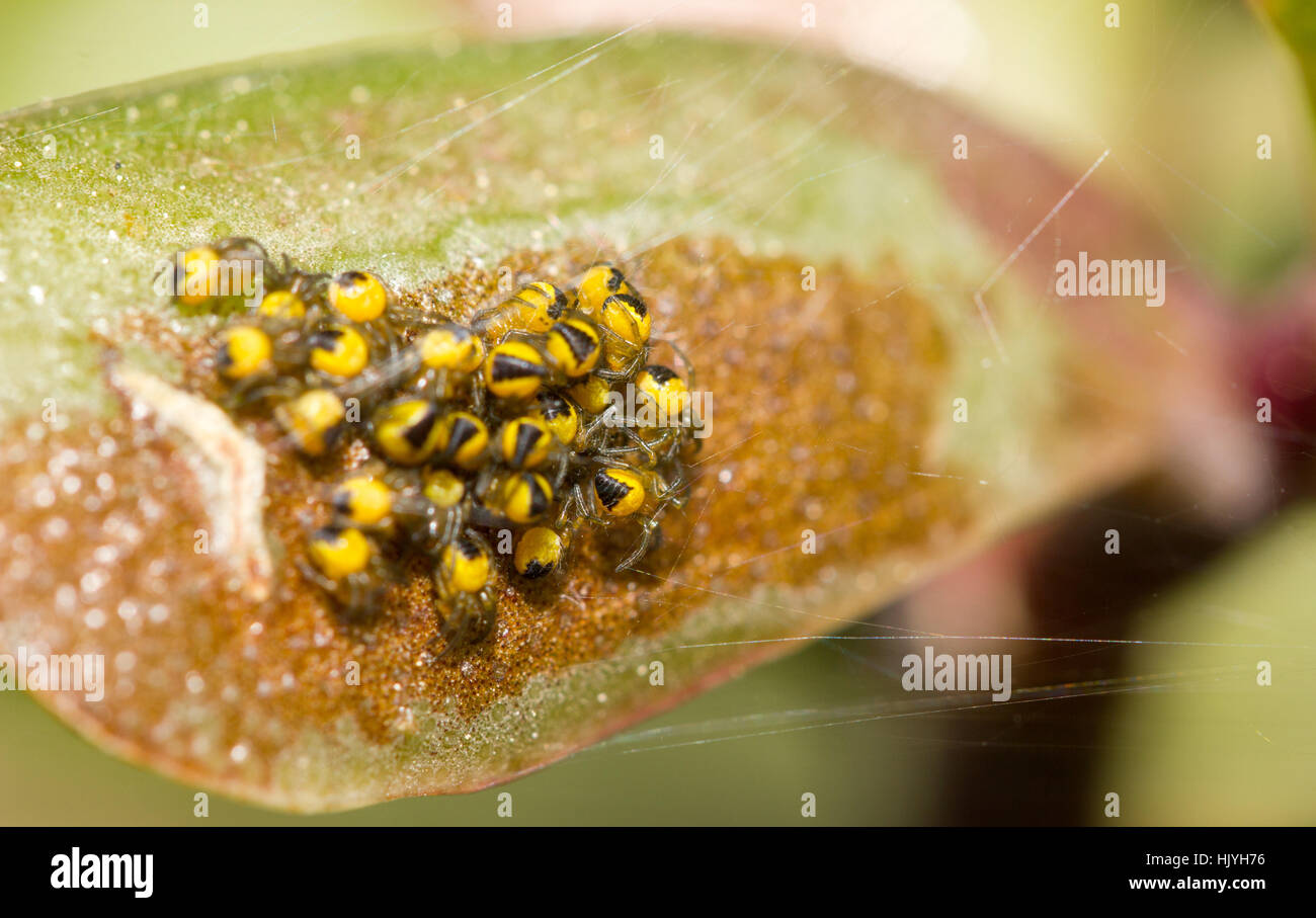 legs, insect, scrabble, crawling, eyes, spider, to gorge, engulf ...